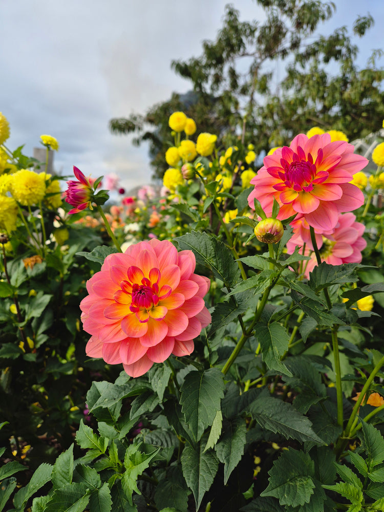 Welcome to LITTLE FLOWER PATCH FARM