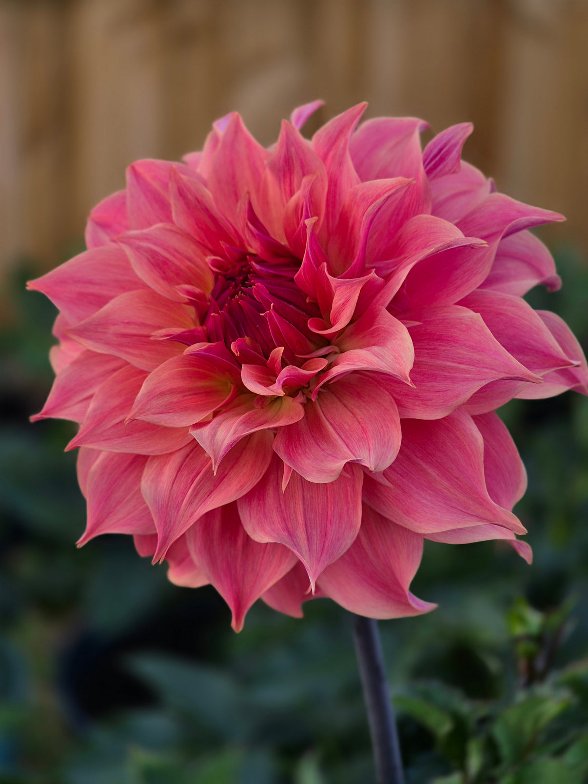 Carlos Watermelon – LITTLE FLOWER PATCH FARM