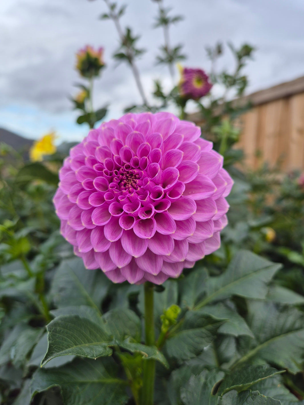 Welcome to LITTLE FLOWER PATCH FARM