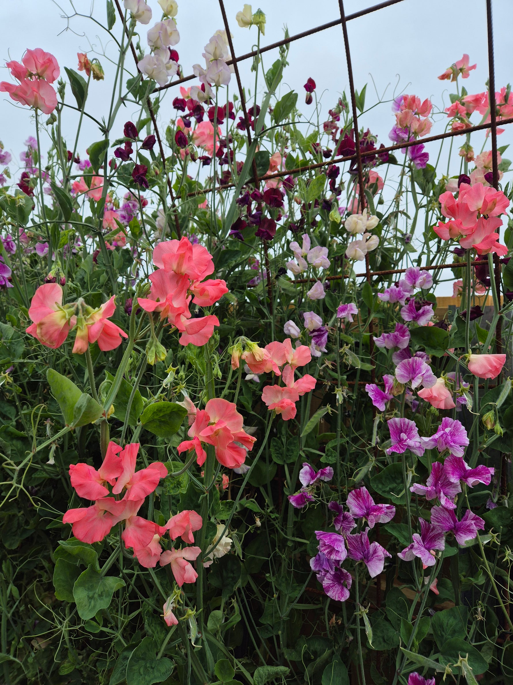 Welcome to LITTLE FLOWER PATCH FARM