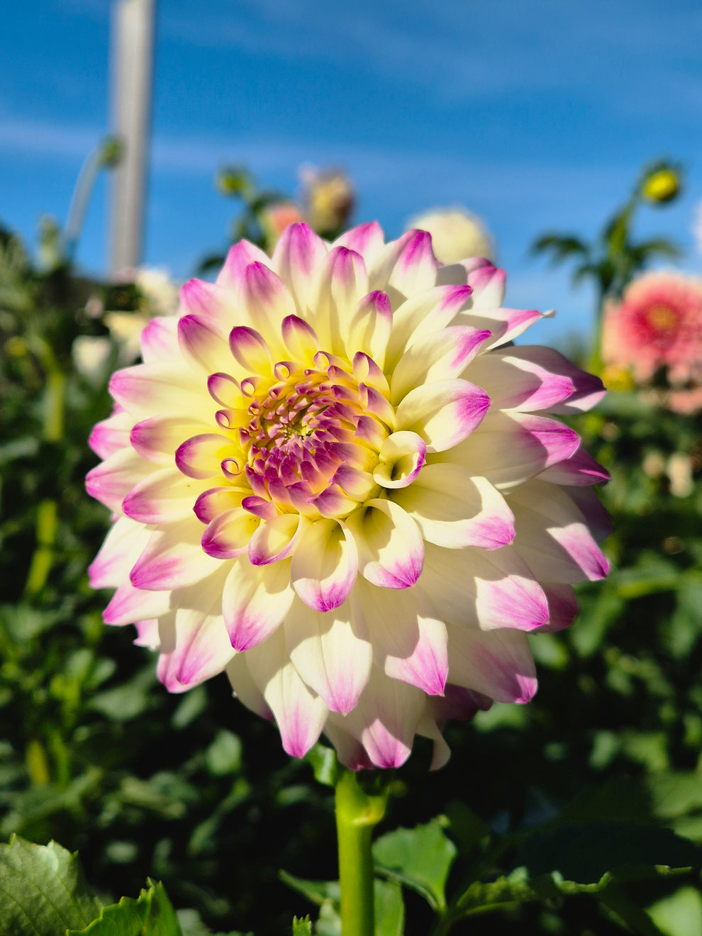 Formby Art – LITTLE FLOWER PATCH FARM