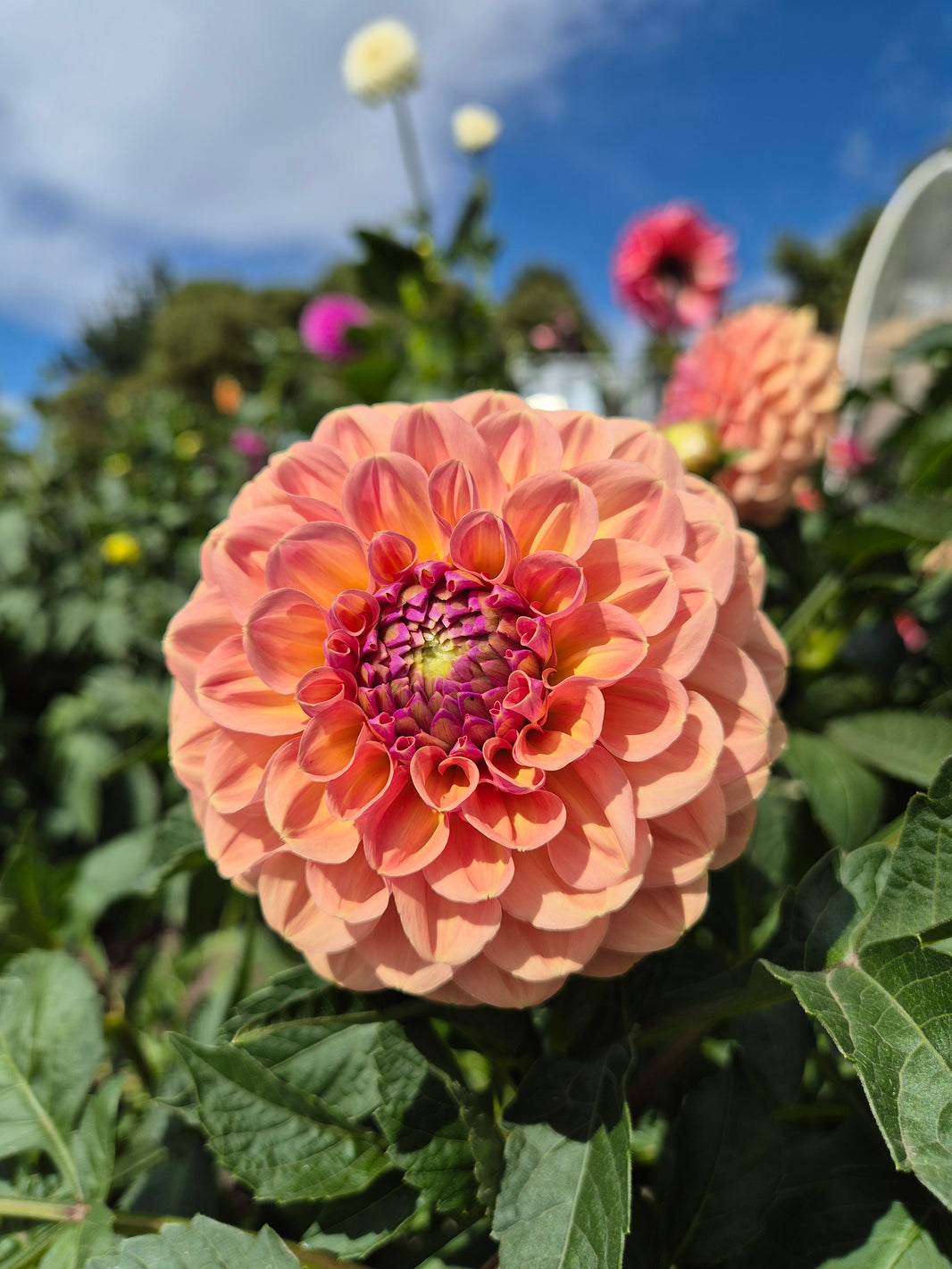 Welcome to LITTLE FLOWER PATCH FARM