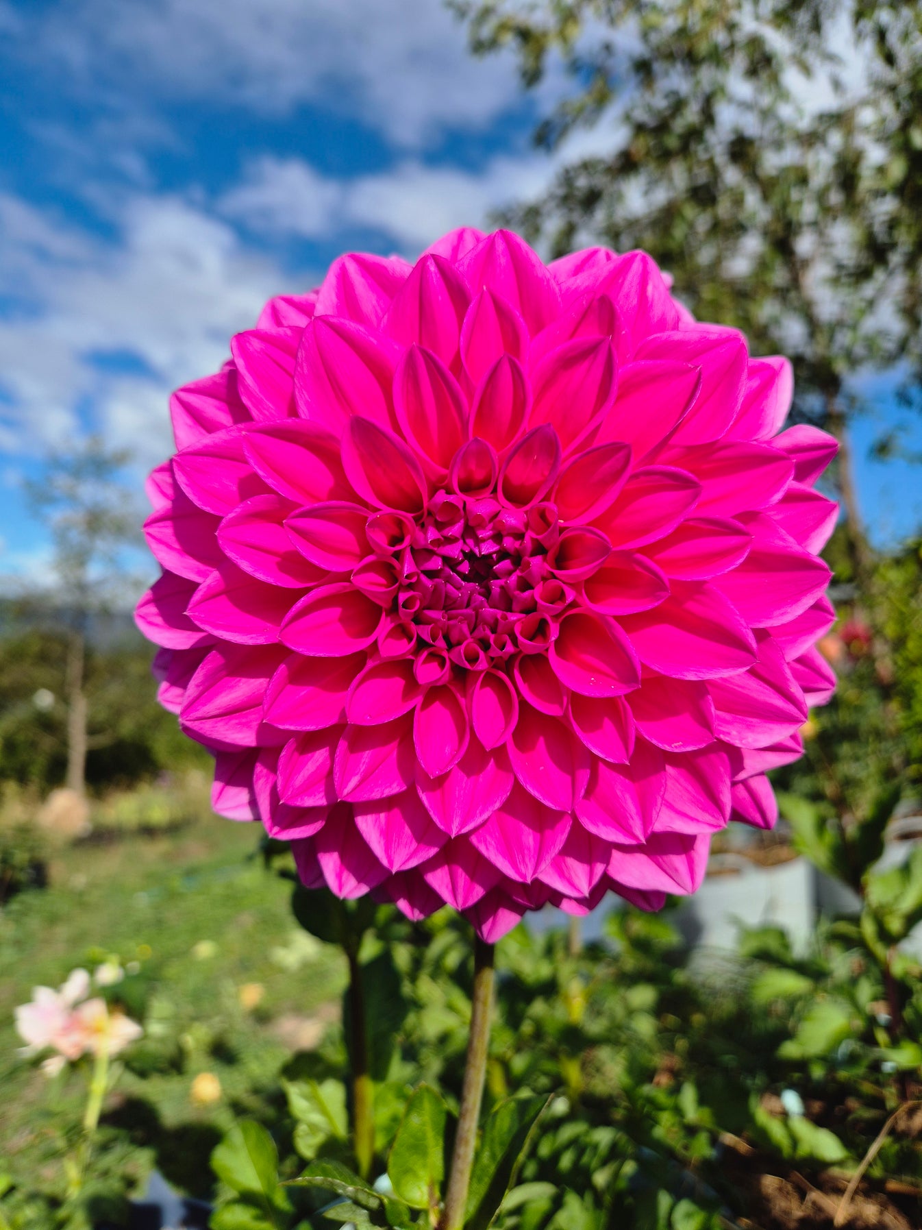 Brian R – LITTLE FLOWER PATCH FARM