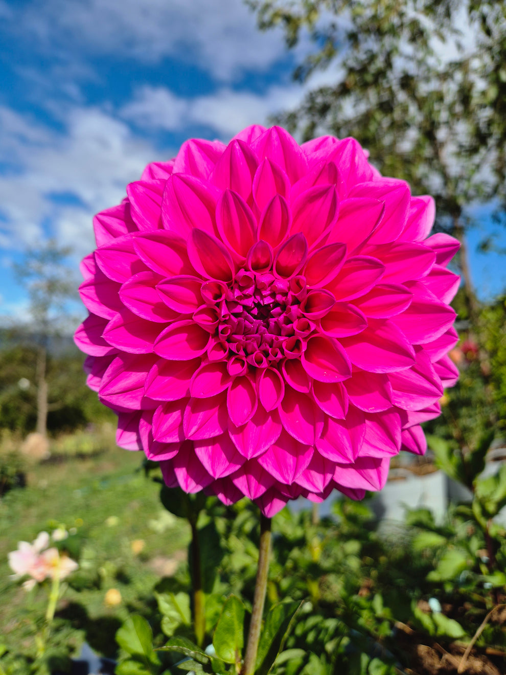 Brian R – LITTLE FLOWER PATCH FARM