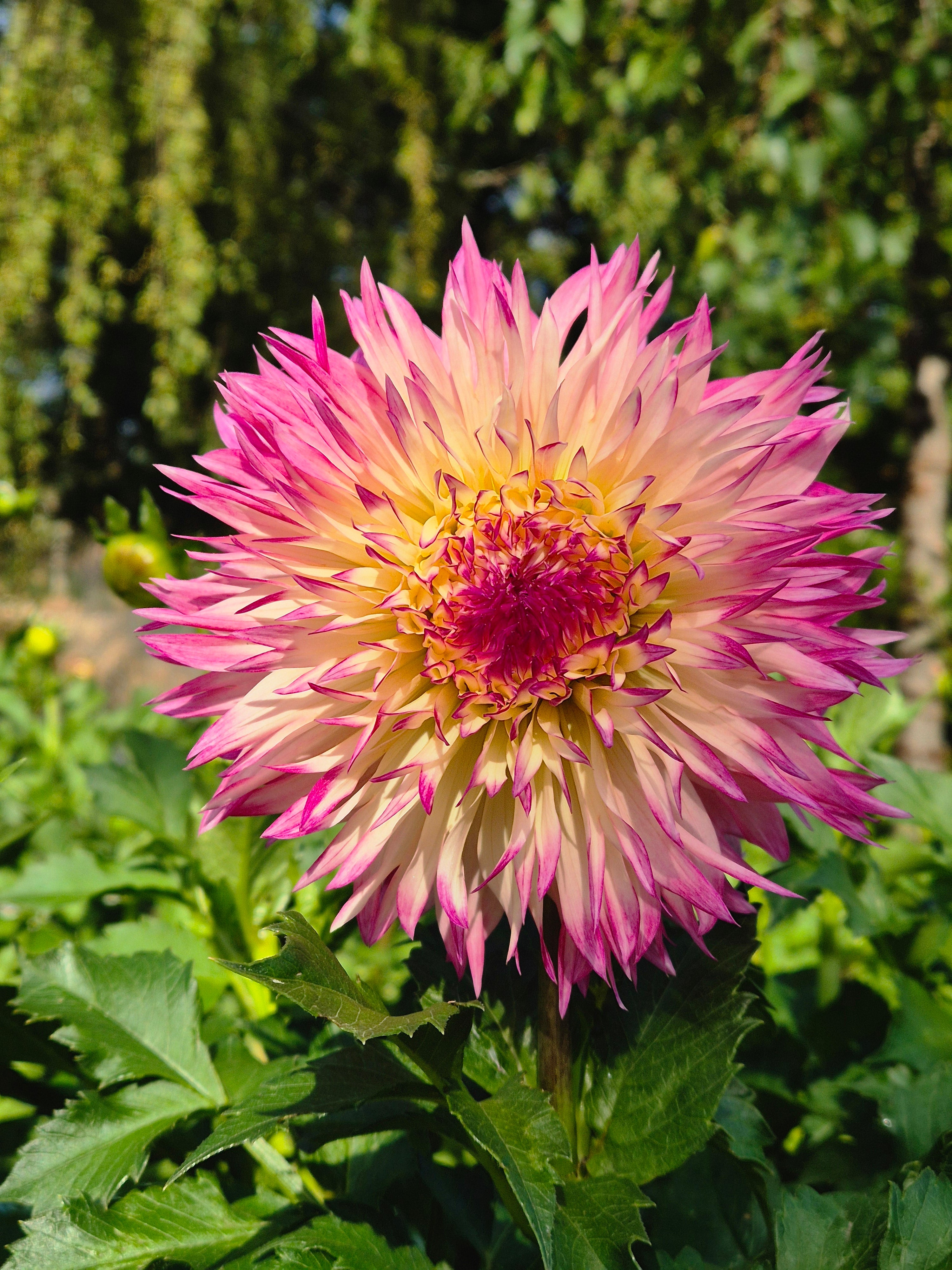 Pinelands Princess - Potted Plant (PICK UP ONLY) – LITTLE FLOWER PATCH FARM